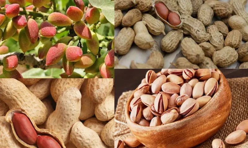 Fıstık Yetiştirmenin Önemi ve Faydaları: Avrupalı